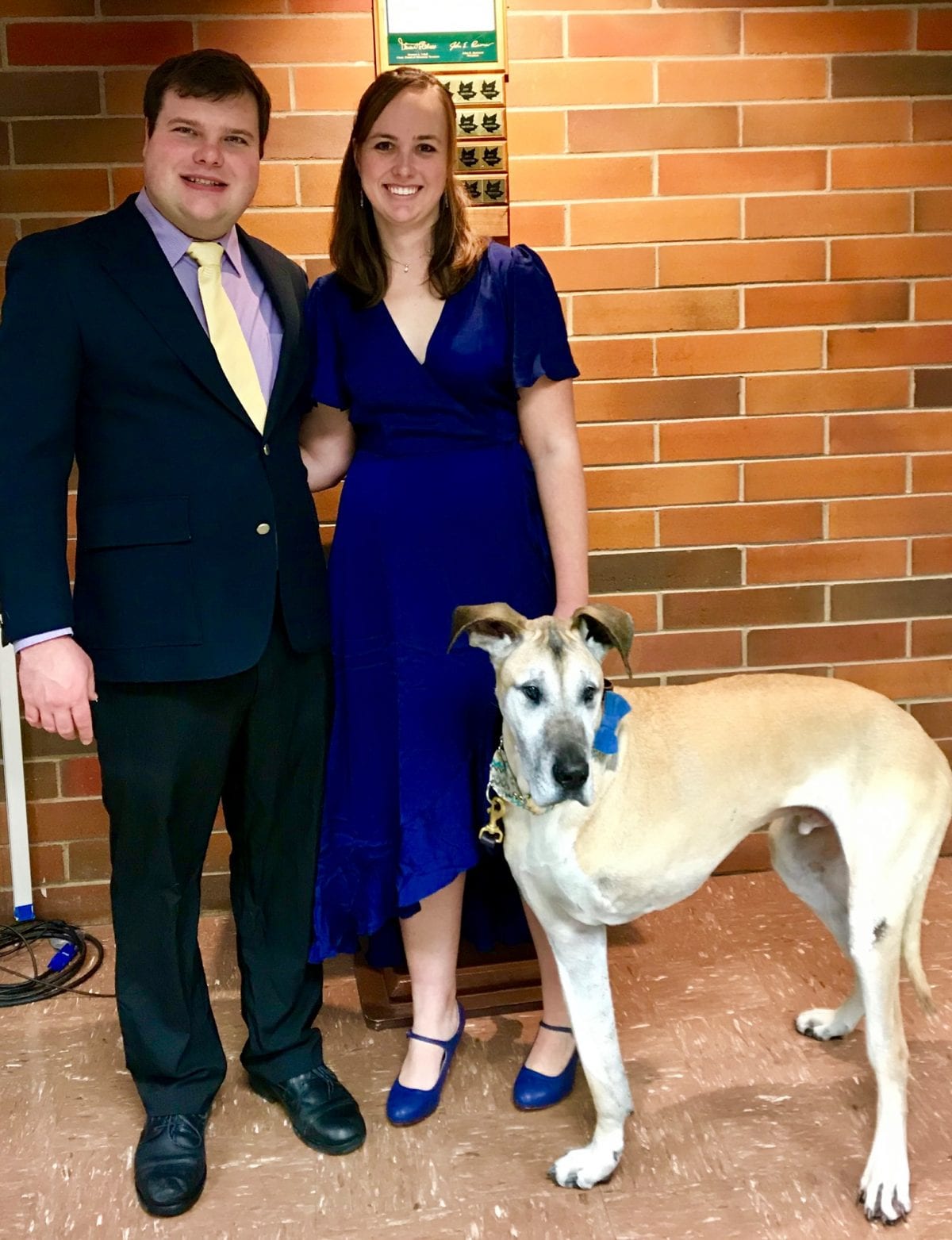 Grovers grand finale – The Great(est) Dane living with osteosarcoma